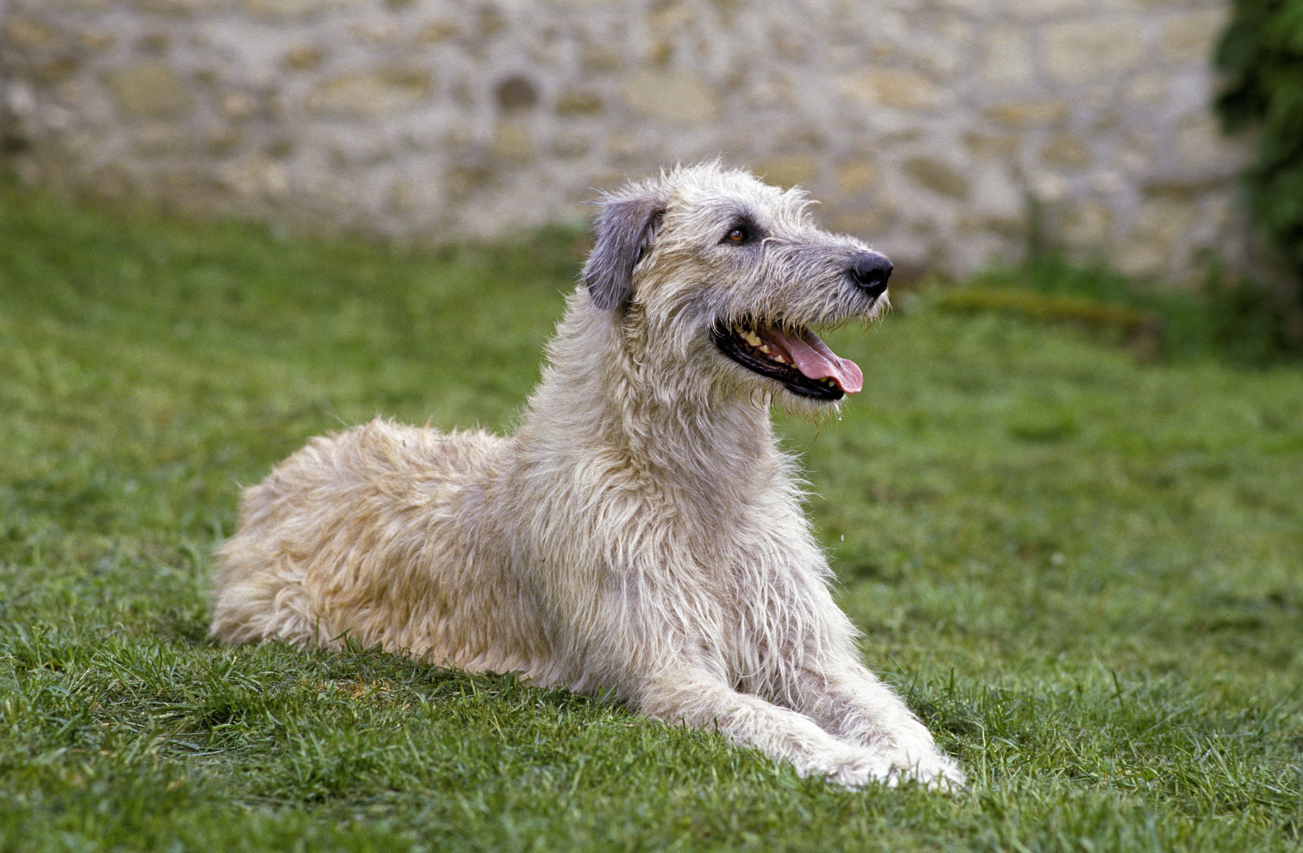 15 Best Apartment Dog Breeds for Small Spaces