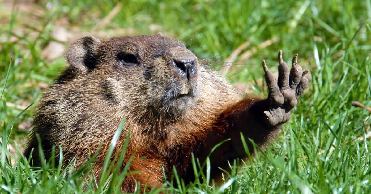 Groundhog vs Gopher: 5 Key Differences