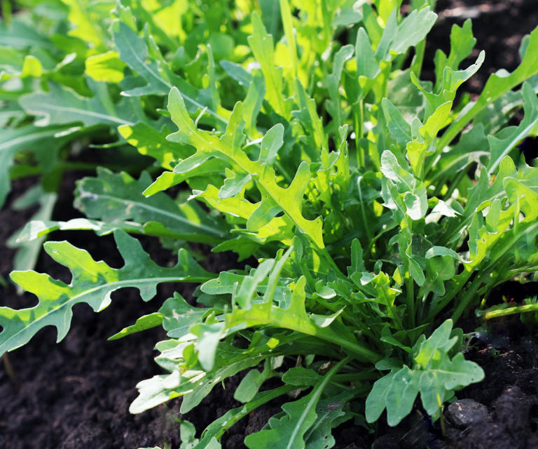 If you want early crops, then sow these 7 vegetables under cold frames ...