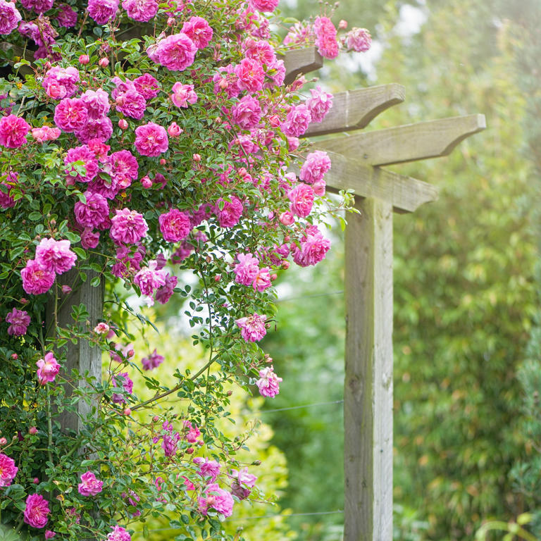 Can you prune climbing roses in February? The perfect timing for an ...
