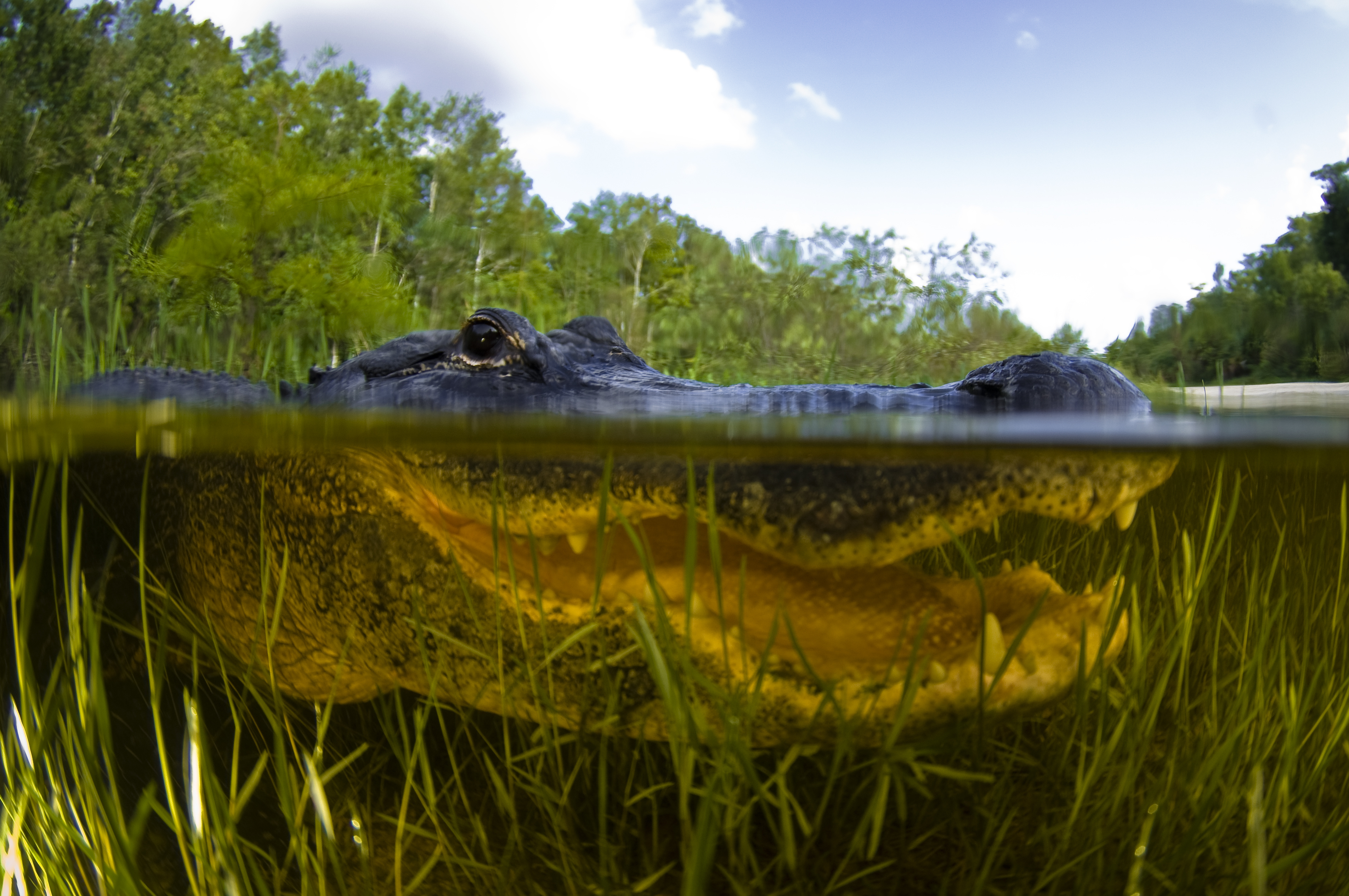 Learn What Creatures Lurk Beneath the Surface of the Mississippi River?