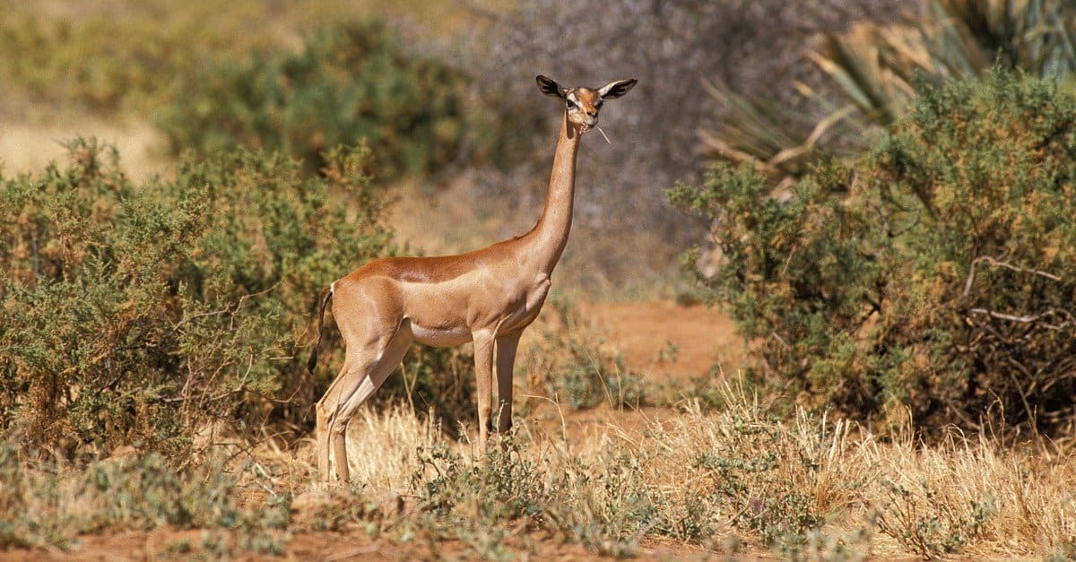 Legs for Days: 16 Animals with the Longest Legs