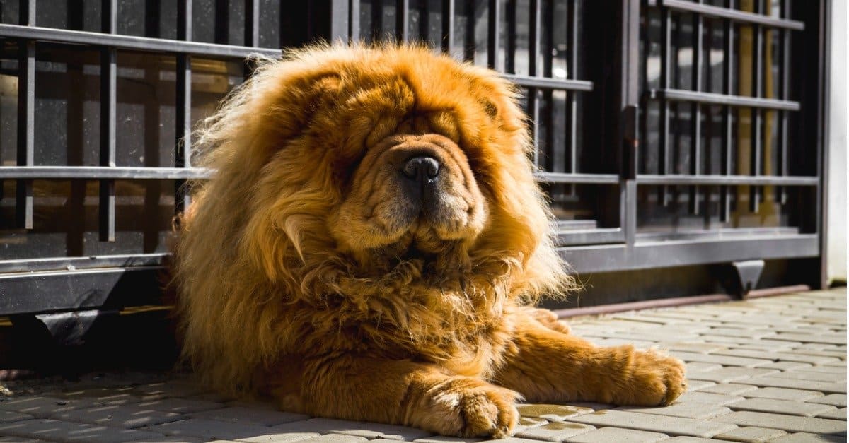 16 Dog Breeds That May Not Be The Best Fit for Families