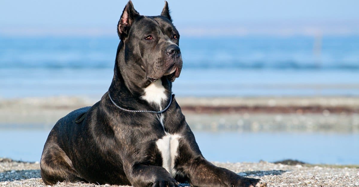 These Are the Worst Dog Breeds for Families