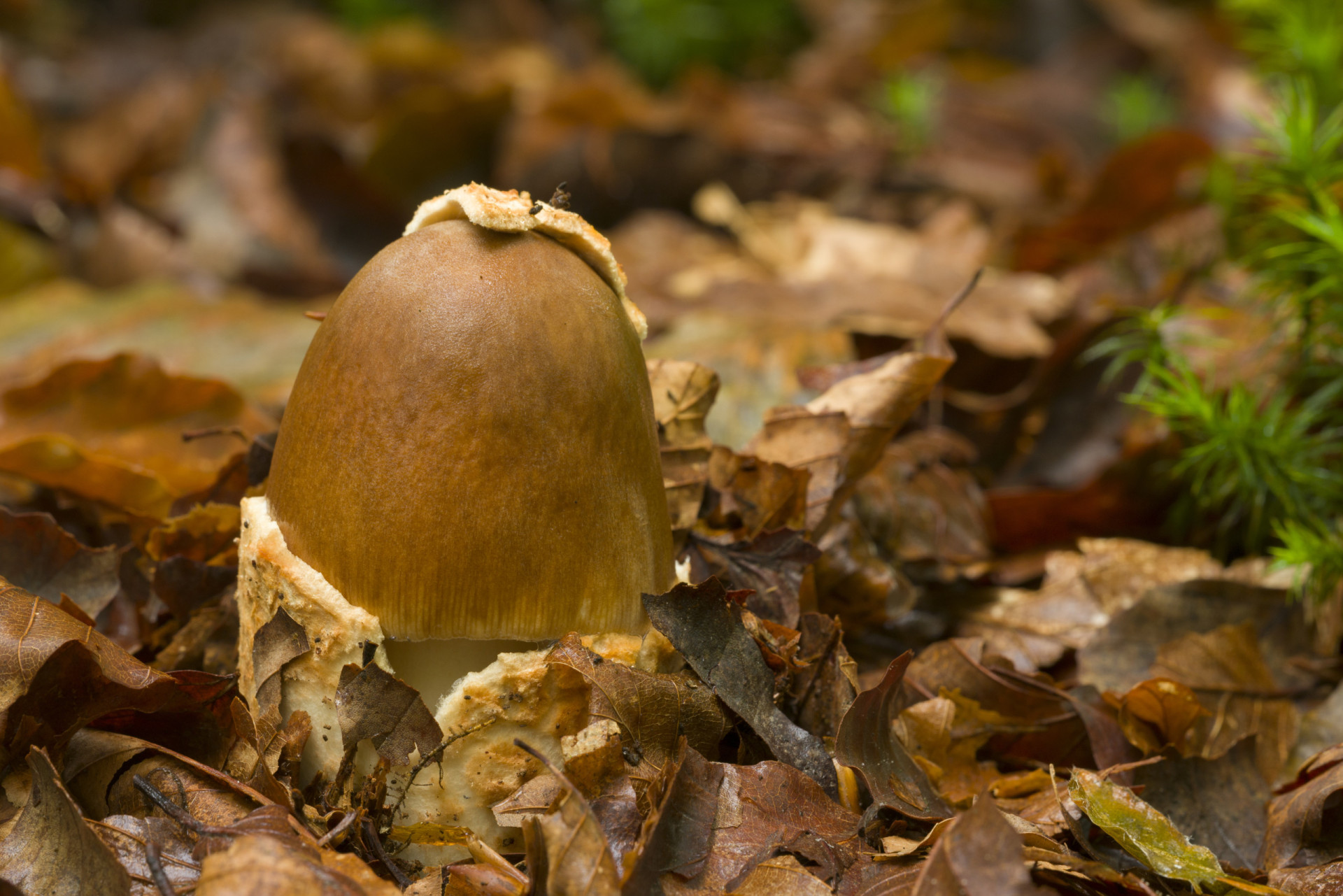 Psilocybine : un champignon psychédélique aux effets incroyables