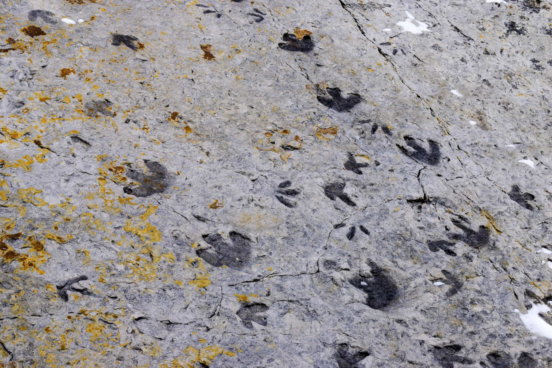 Where in the world to see dinosaur tracks