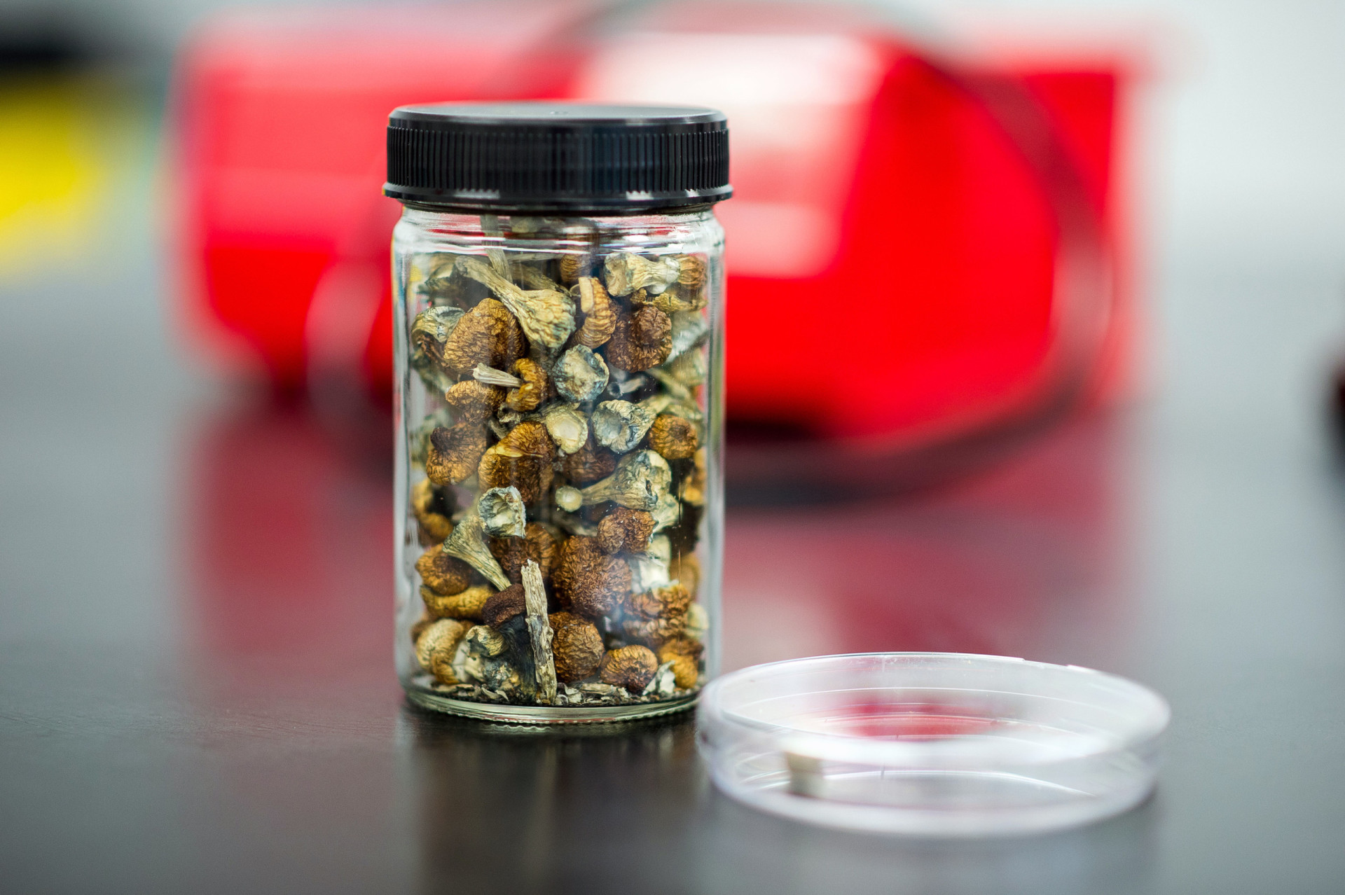 Psilocybine Un Champignon Psychédélique Aux Effets Incroyables