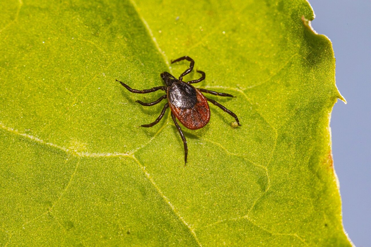 Enzyme discovery offers new hope for Lyme disease treatment strategies