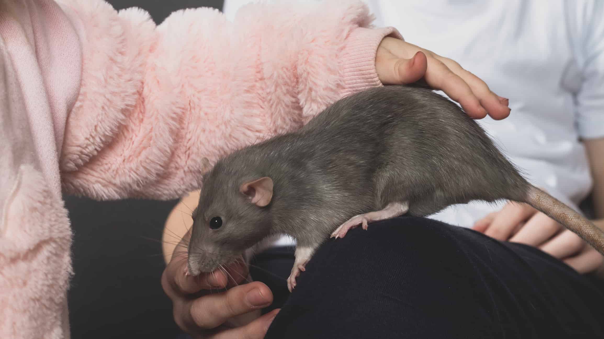 6 of the Best Pets for Introverted People
