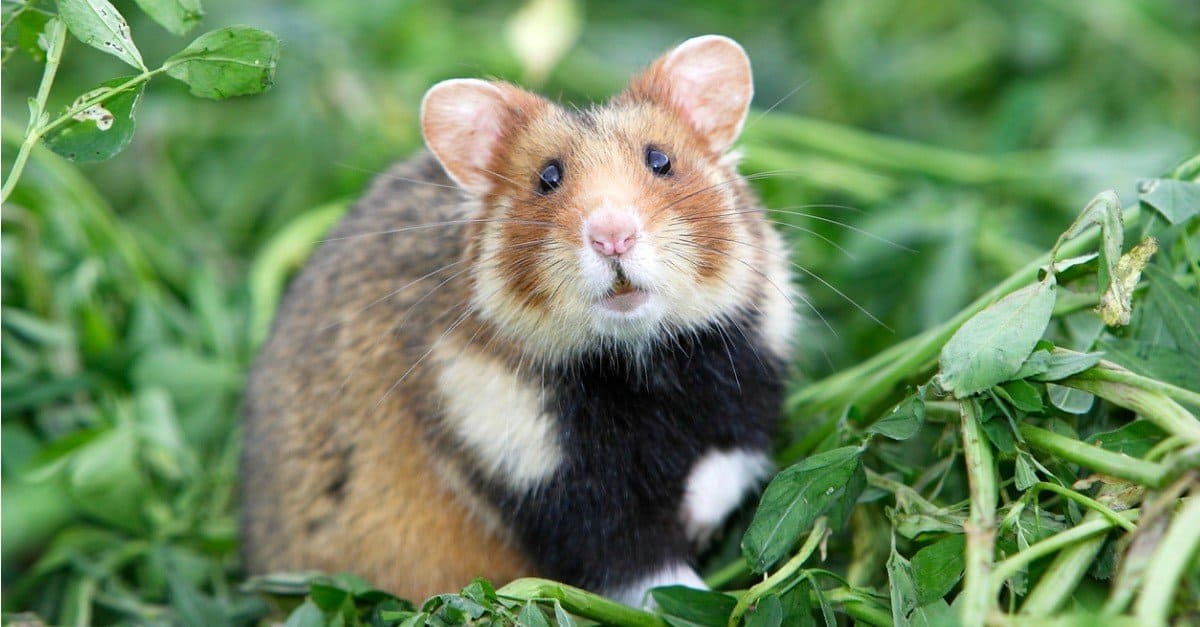 How to Tell If Your Hamster Is Unhappy