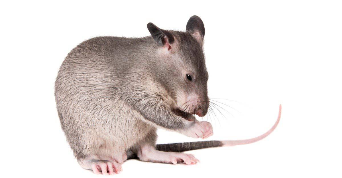 Meet the 3 Foot Long Rat That Lives in Florida
