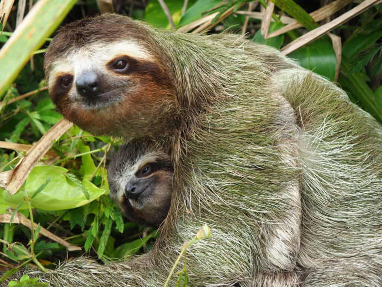 7 Sloth Superpowers (Like Farting to Float) Just in Time for ...