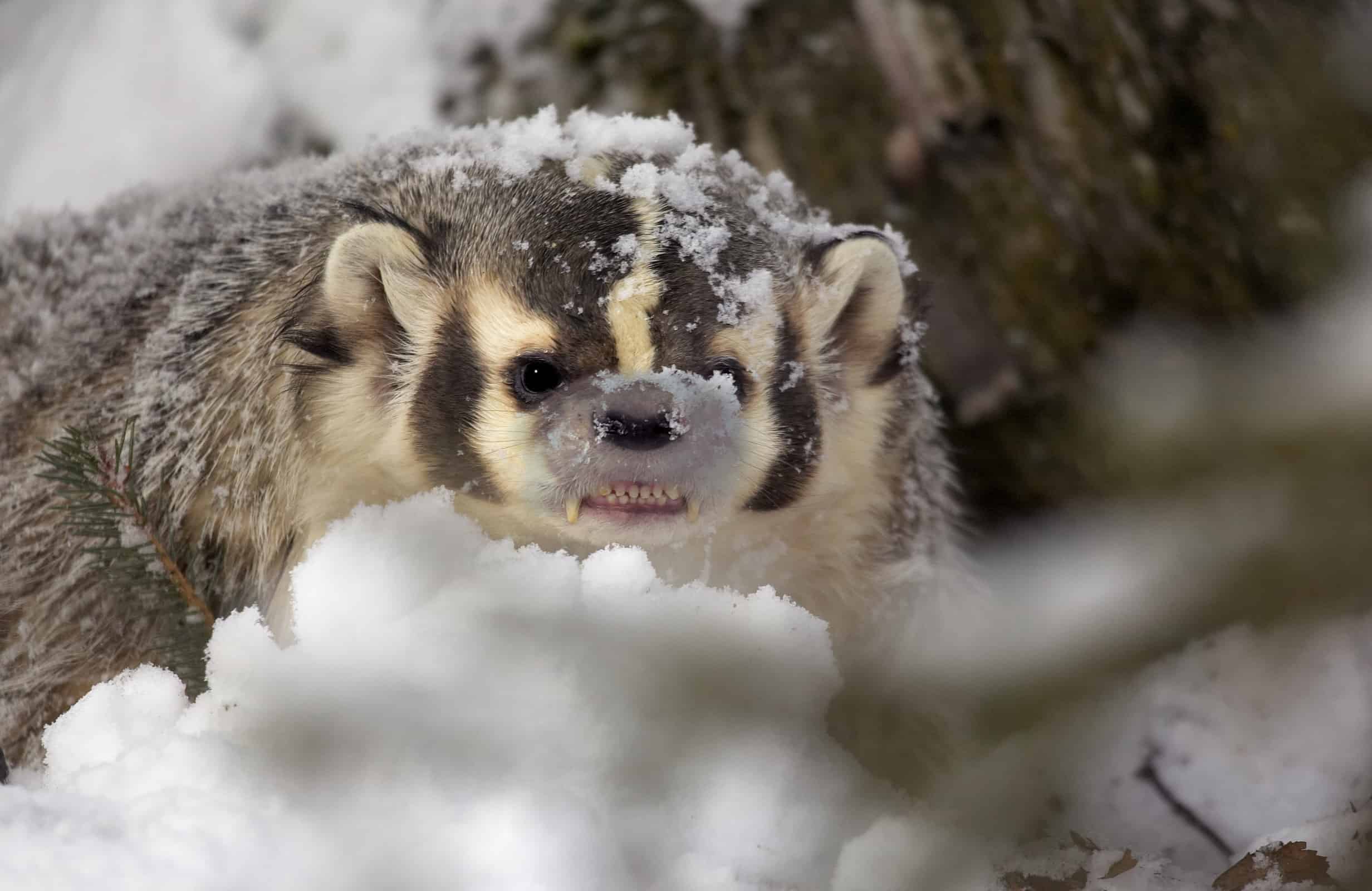 15 Amazing Animals That Look Like Raccoons