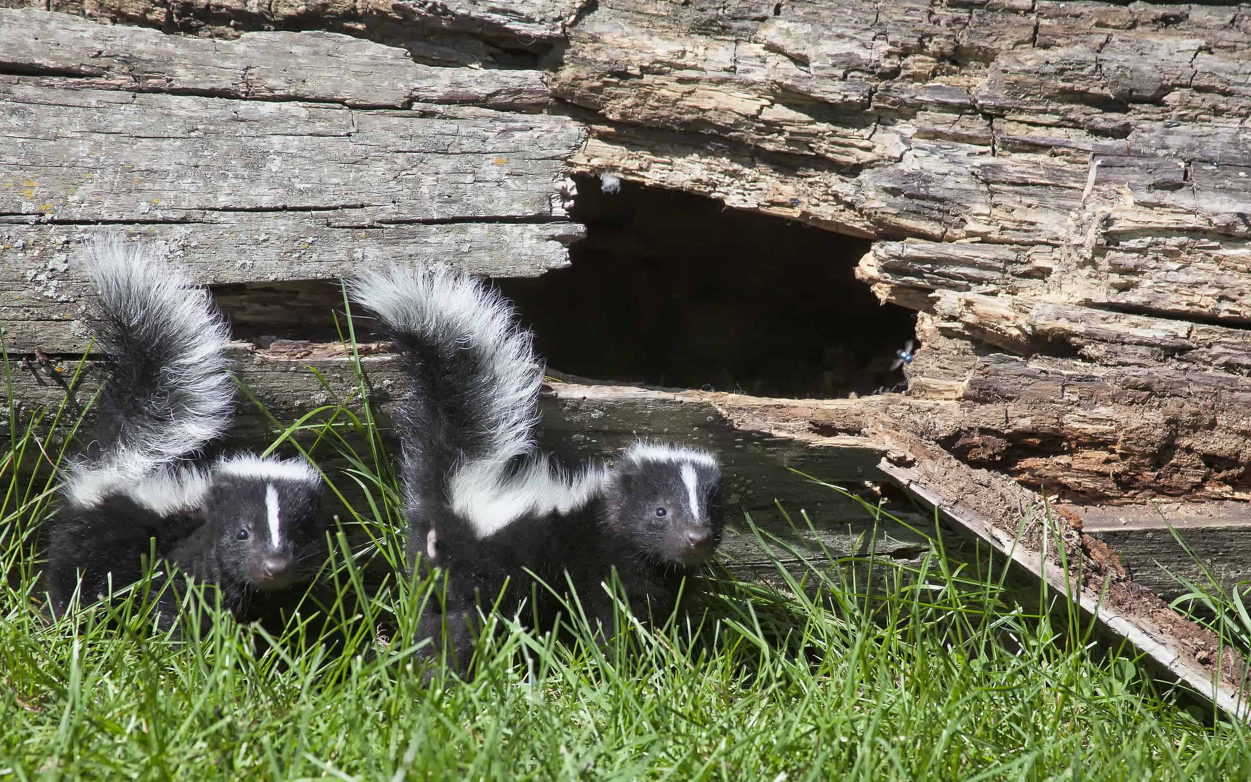 Deter Skunks From Entering Your Yard With These Simple Methods