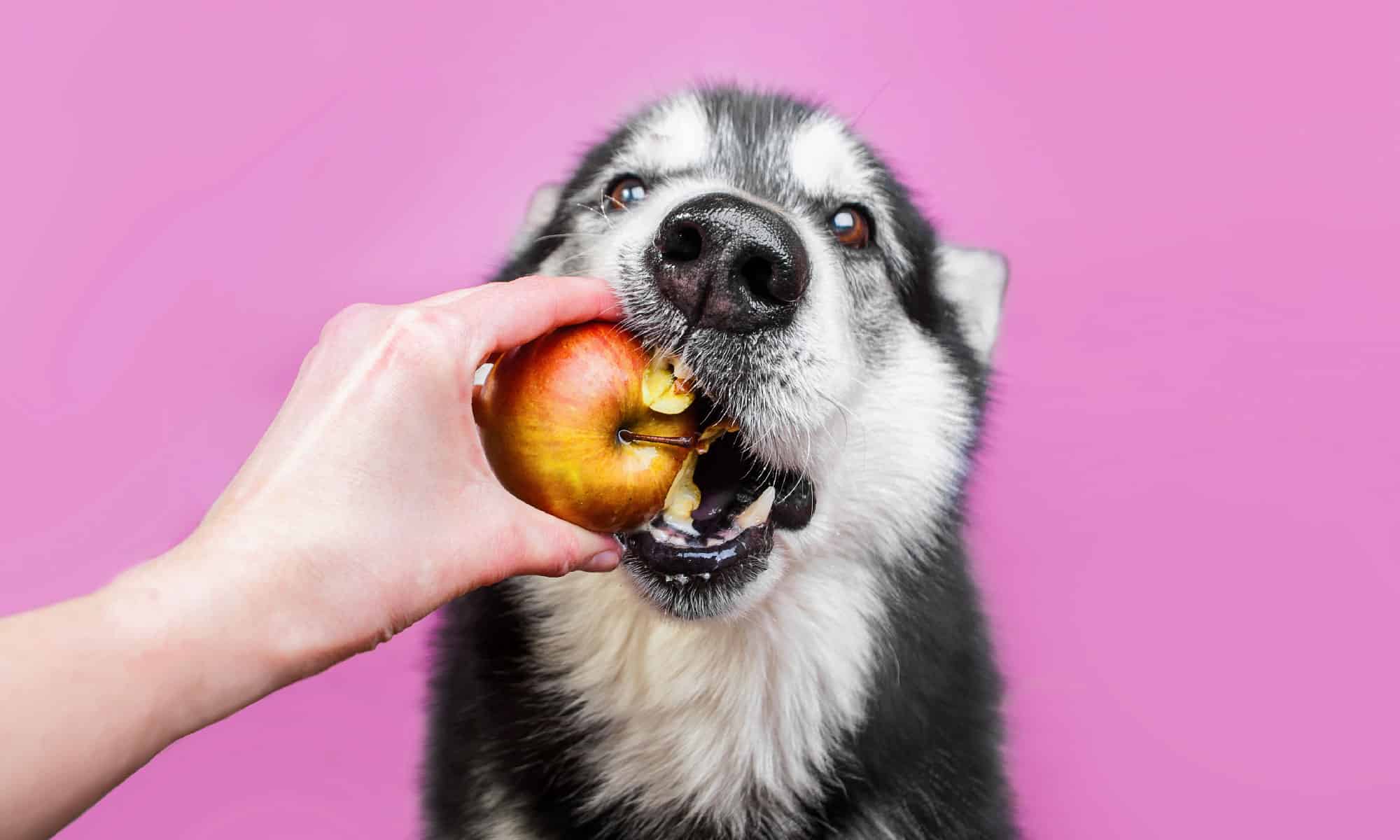 13 Human Foods That Are Good for Your Dog