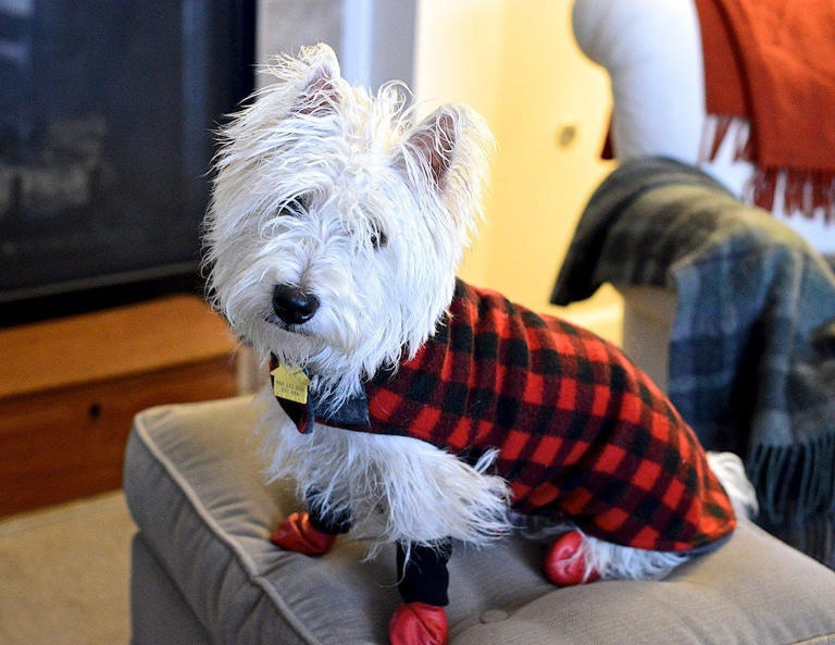 Dog won't go in the snow? Here's how to help them during cold weather