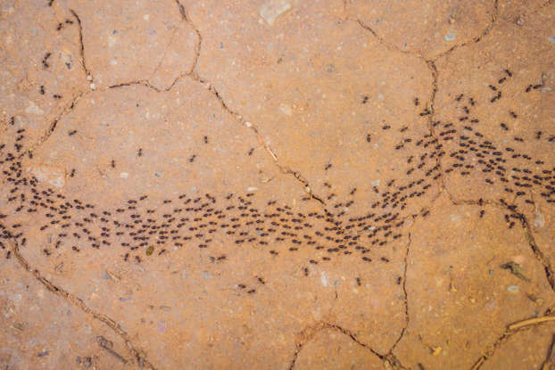 What ants can teach us about epidemics What ants can teach us about epidemics