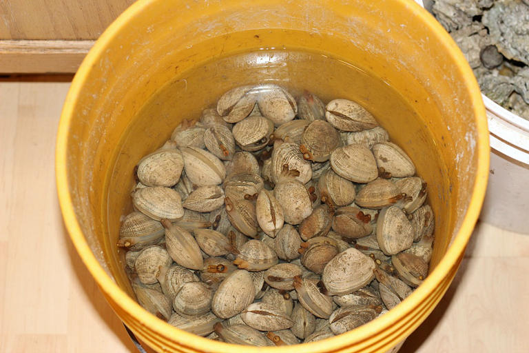 How To Make White Wine Steamed Clams