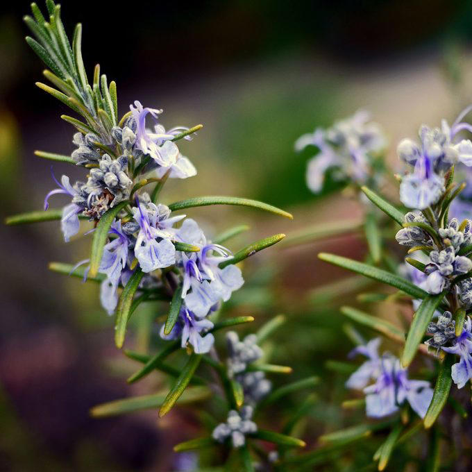 6 Herbs for Hummingbirds