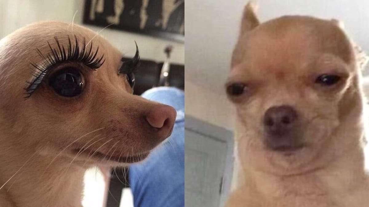 Los mejores memes de gatitos y perritos enamorados