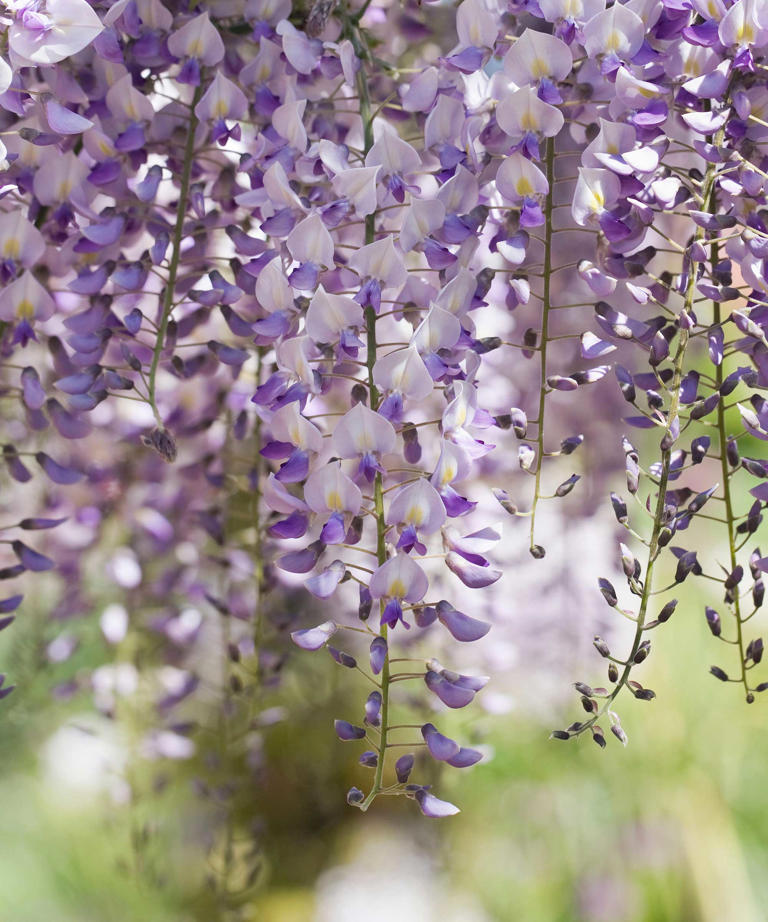 What to do with your wisteria in June to set it up for another ...