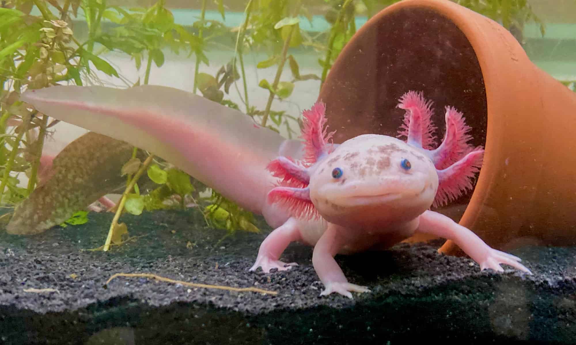 These Strange Animals Almost Look Too Weird to Be Real