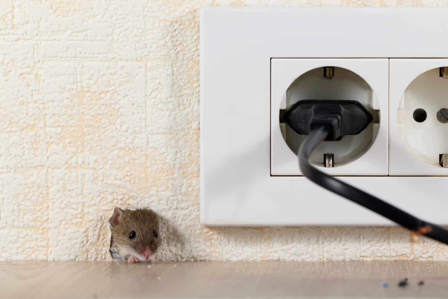 6 Steps to Help Rid Your Home of Mice For Good
