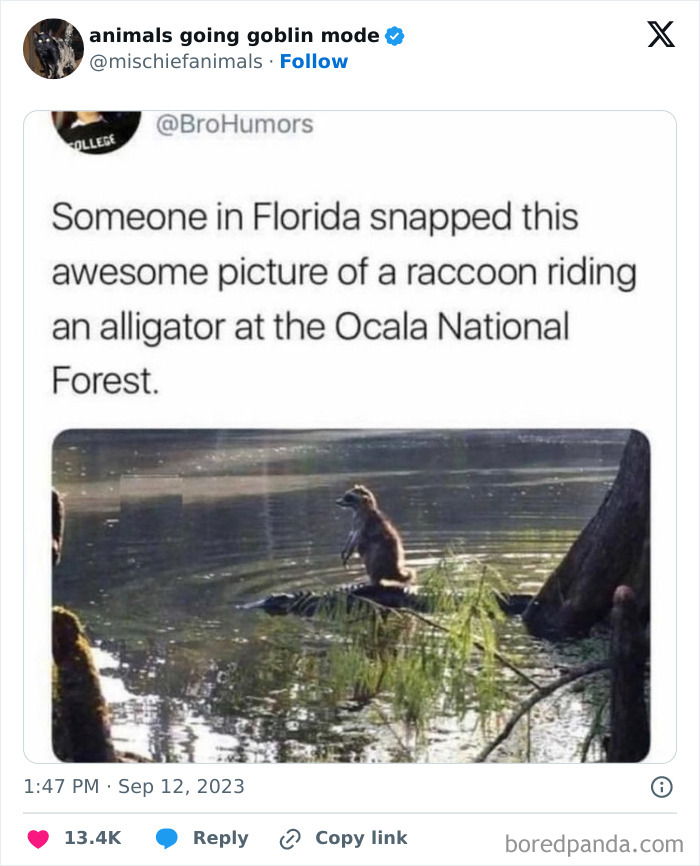 This Twitter Page Is Dedicated To Mischievous Animals And Here Are 46 ...