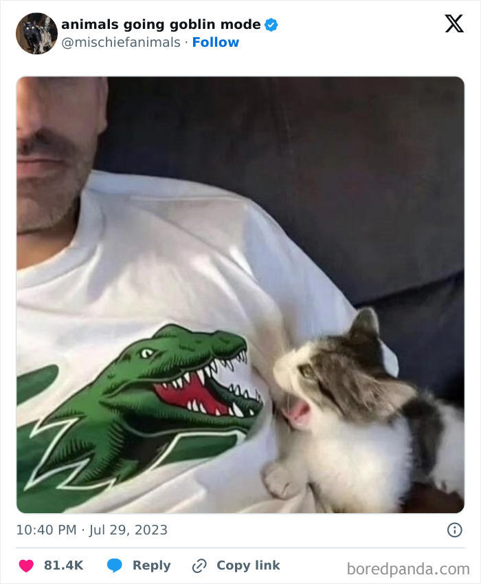 This Twitter page is dedicated to mischievous animals and here are 45 ...