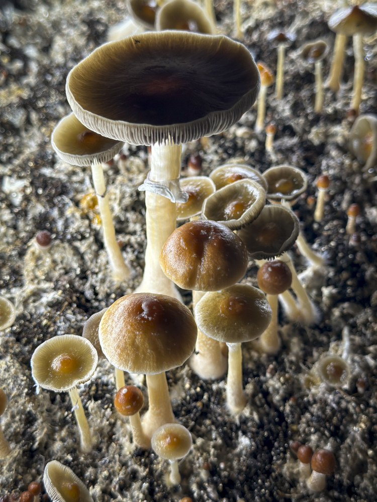 Magic Mushrooms: Seltsame Fakten über Psilocybin-Pilze