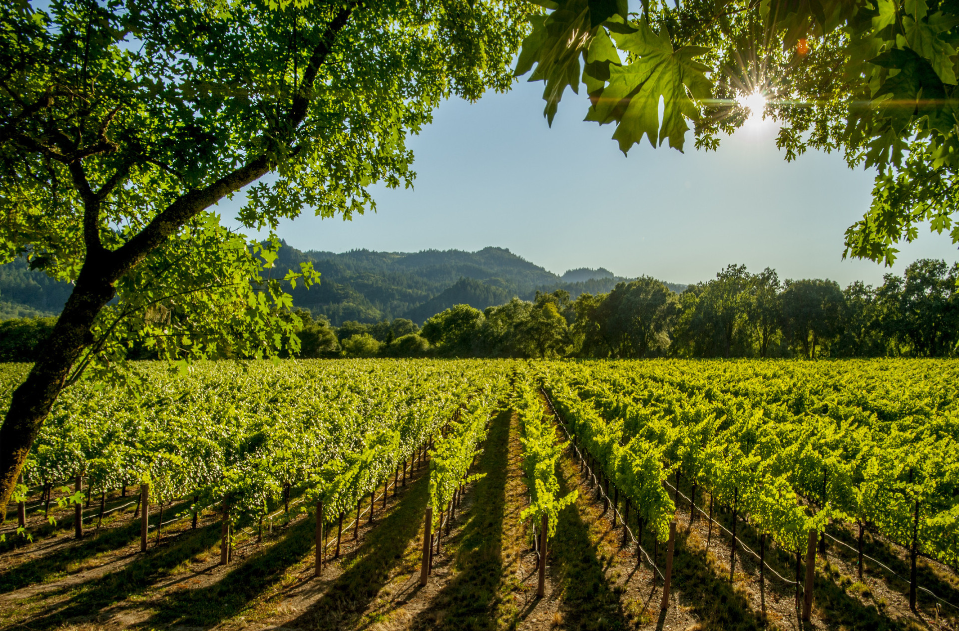 Tropical destinations you can find right in the US