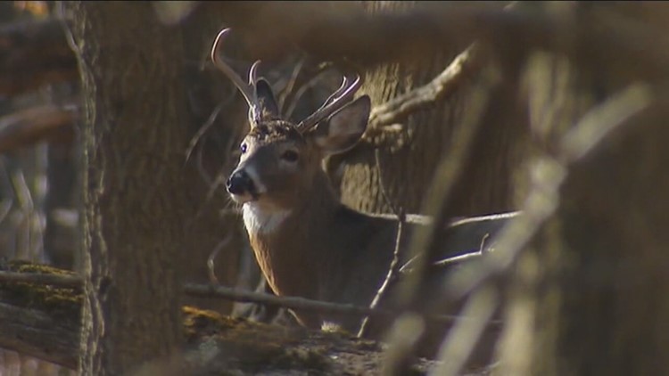 Pa. Game Commission releases deer harvest estimates for 2024-2025