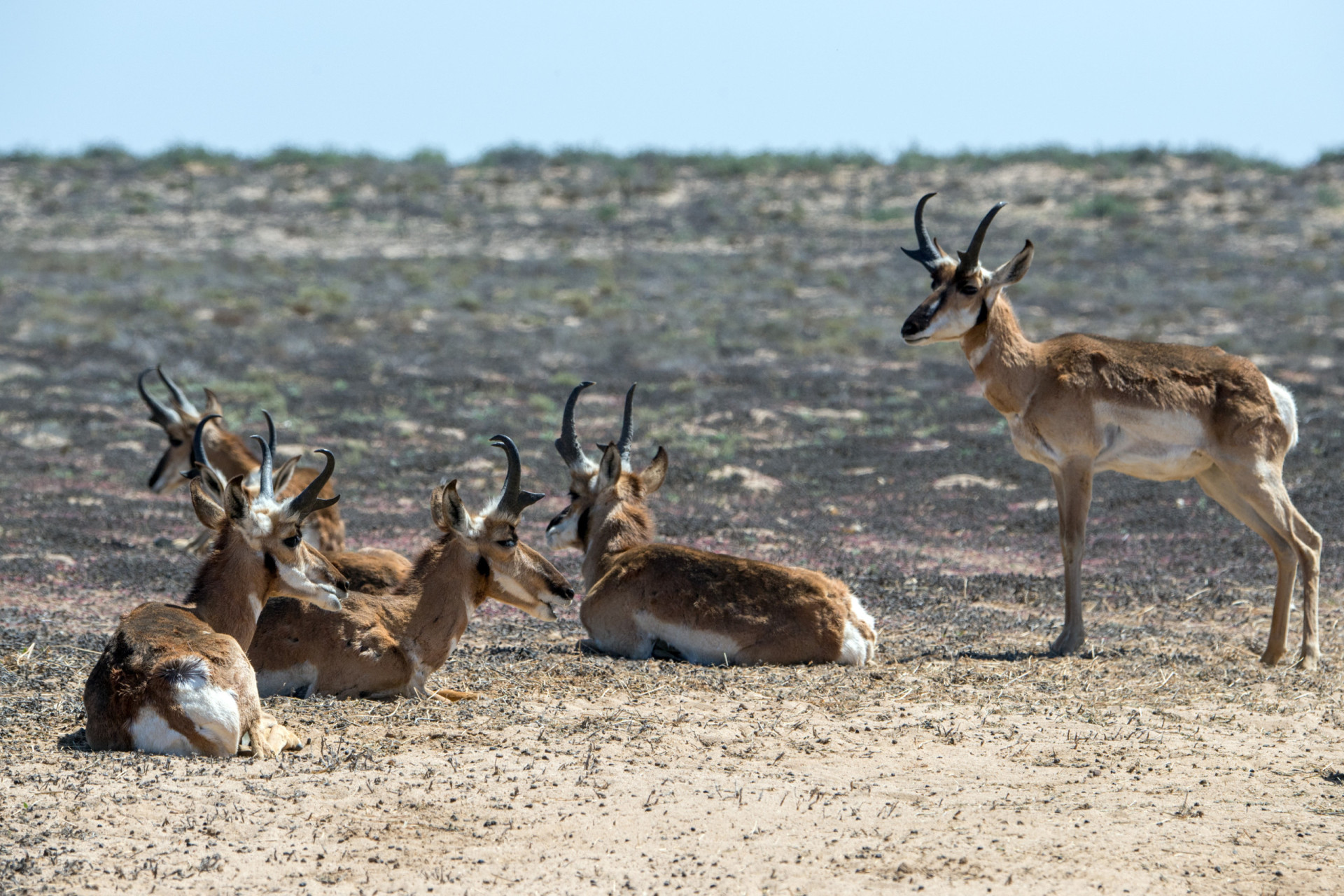 North America's most endangered animals
