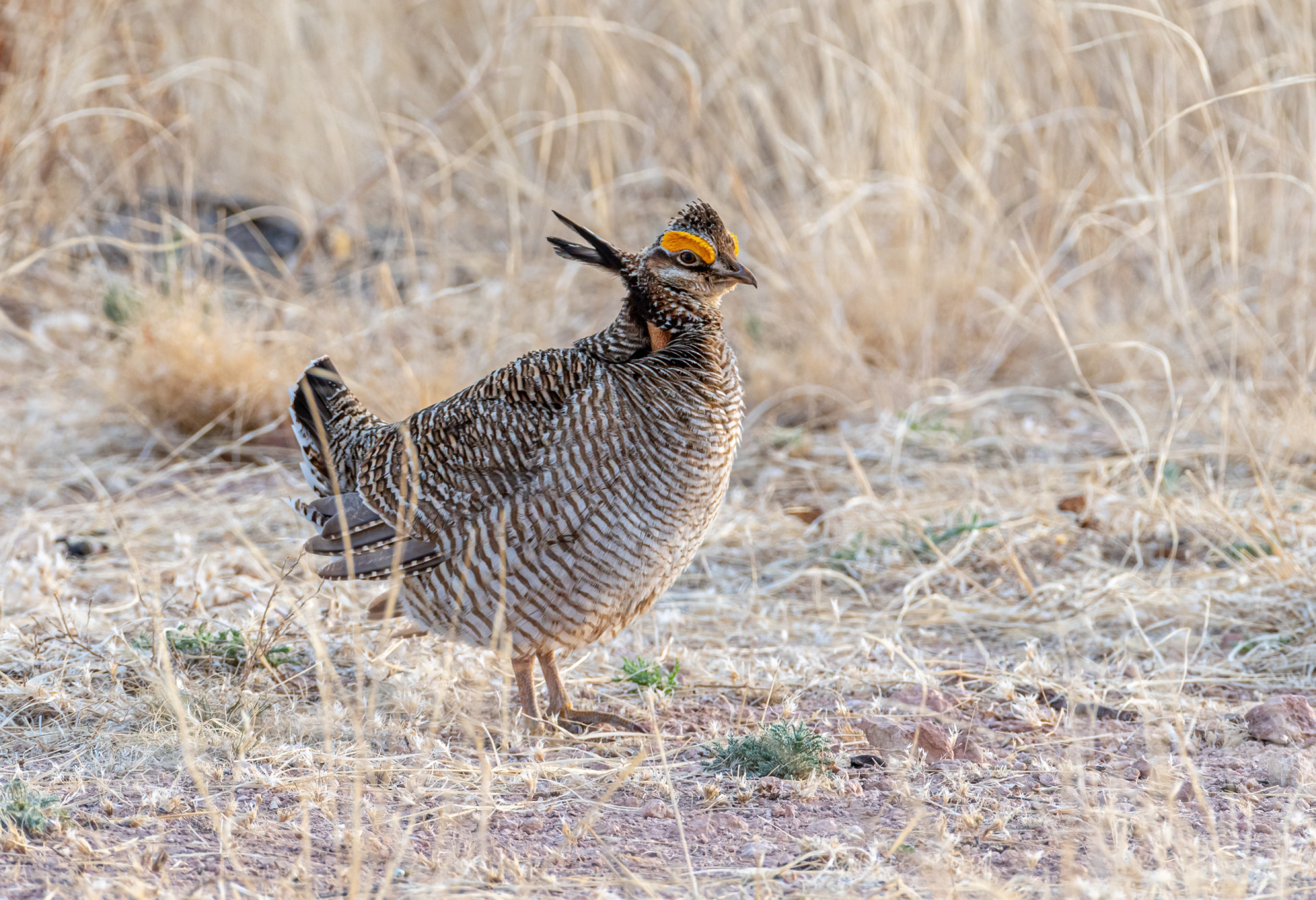 North America's most endangered animals