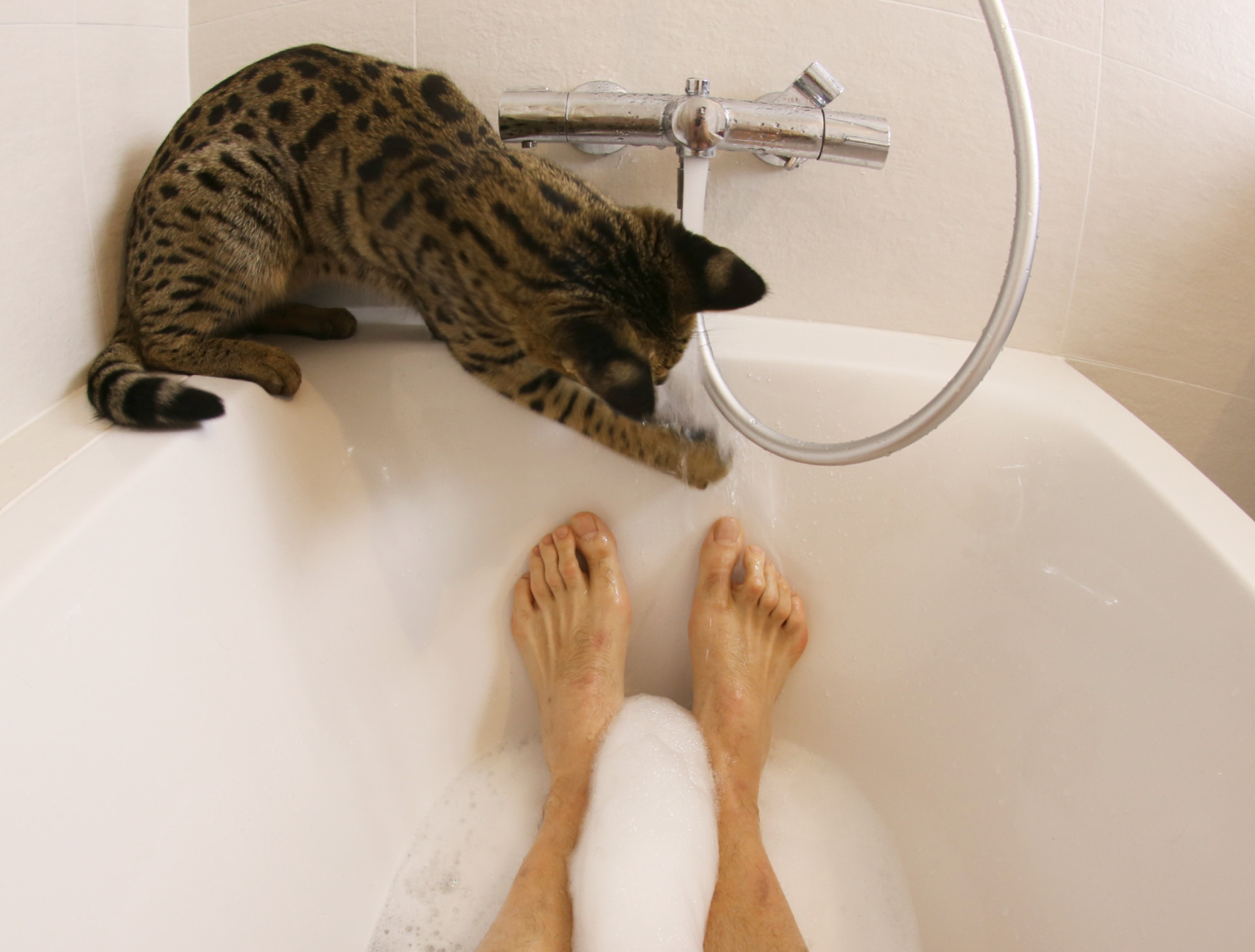 The most playful cat breeds around