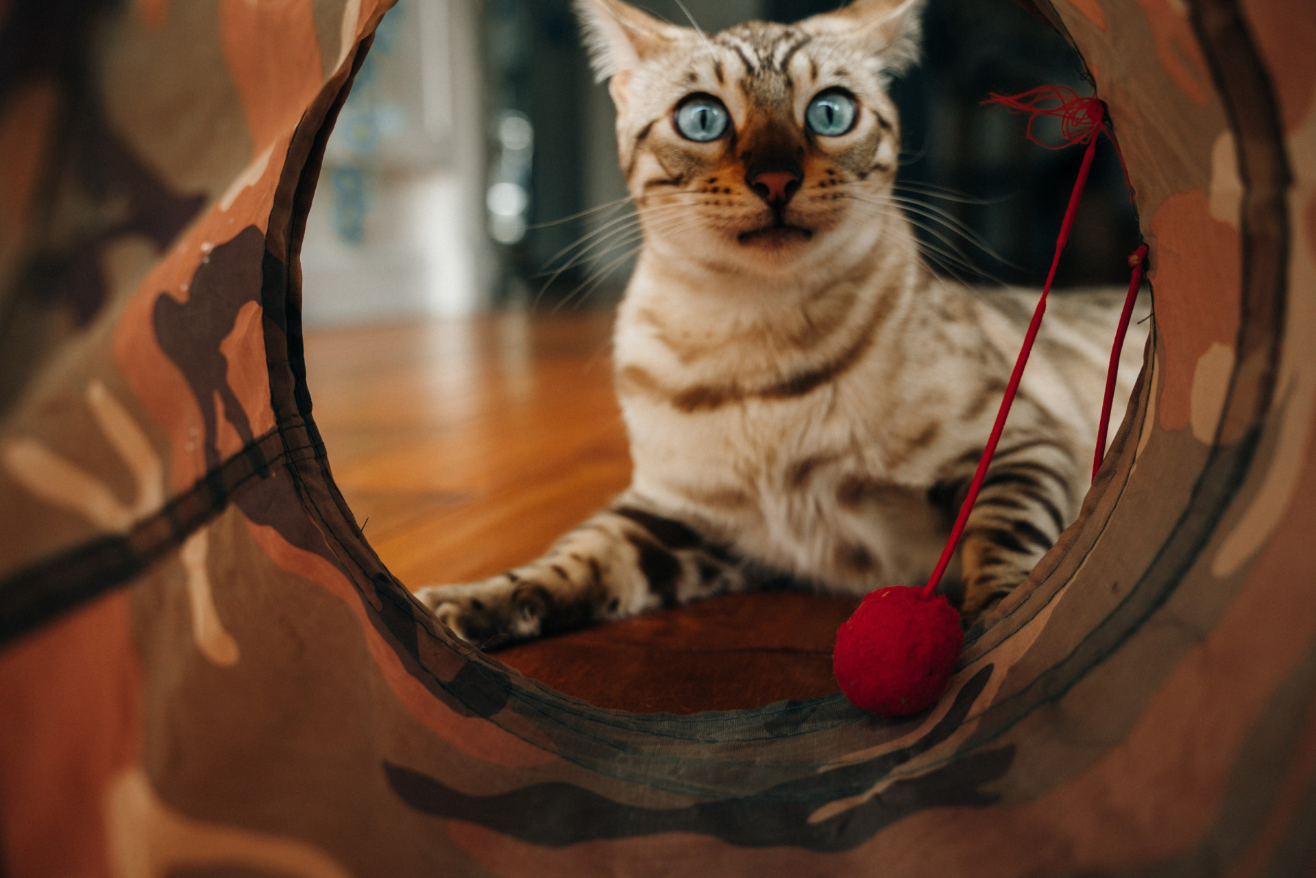 The most playful cat breeds around