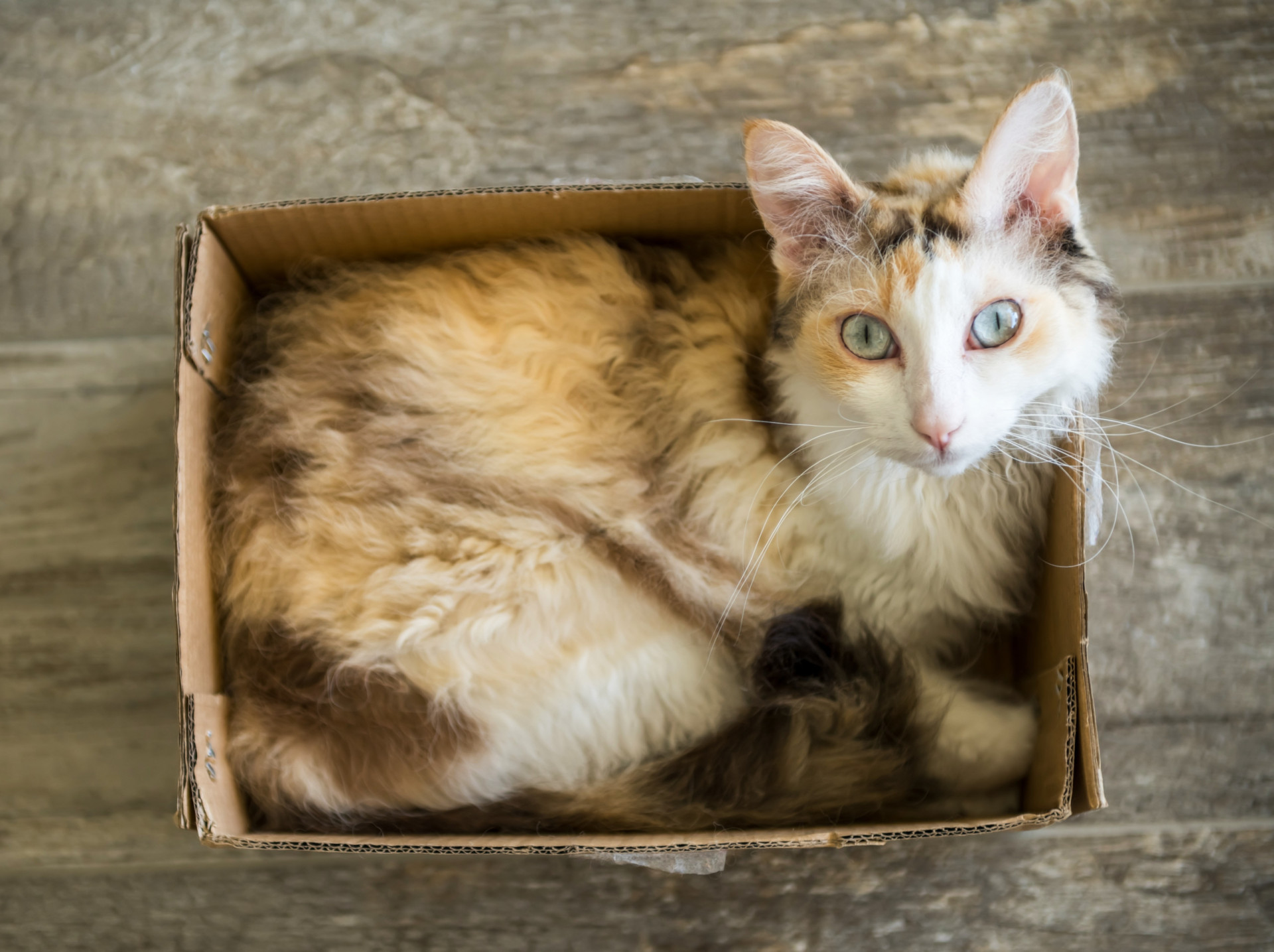 The most playful cat breeds around