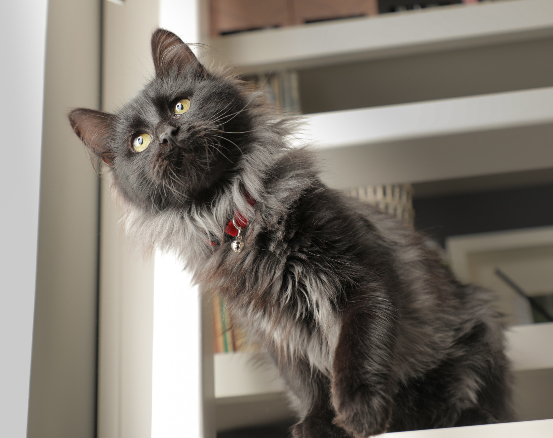 The most playful cat breeds around