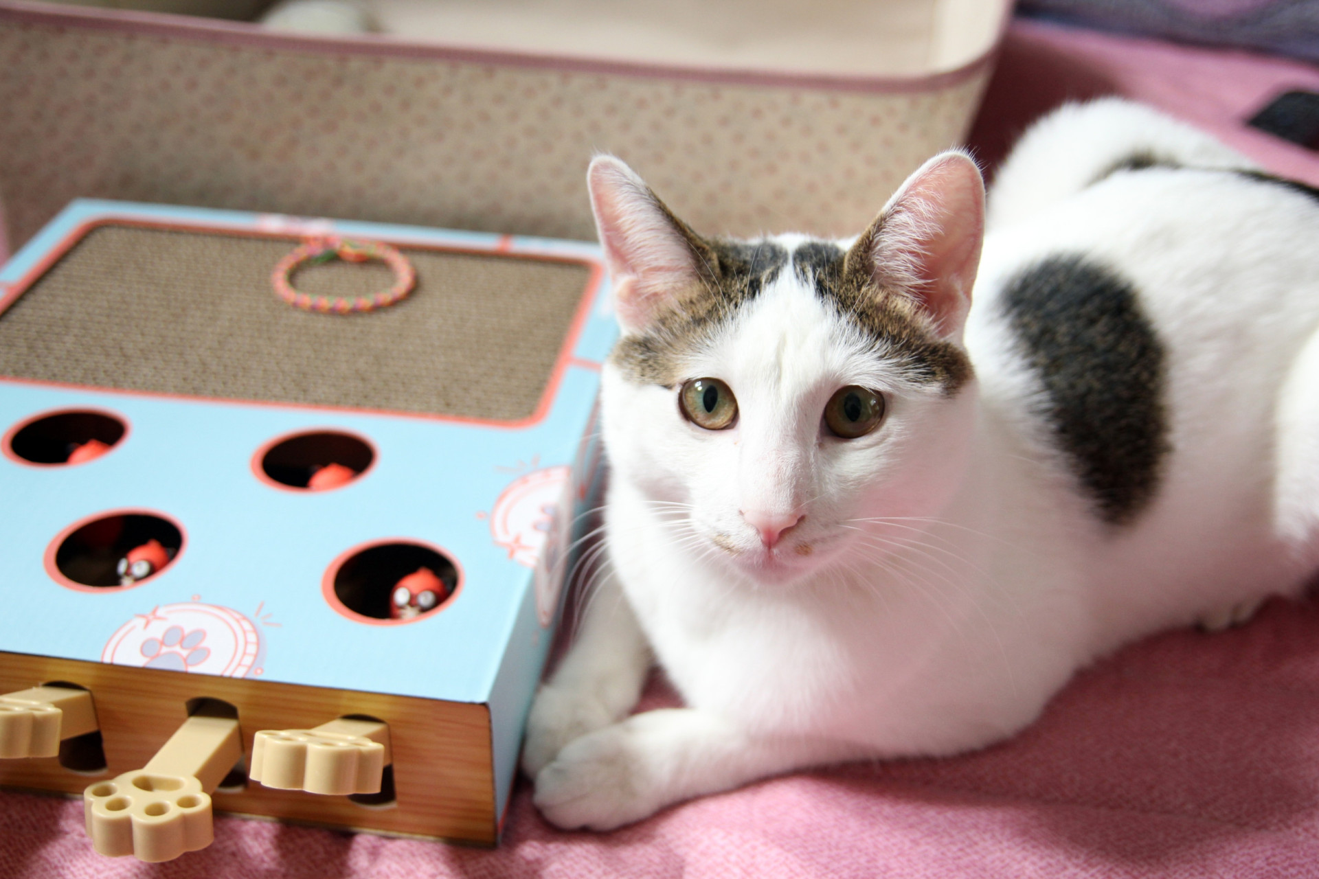 The most playful cat breeds around
