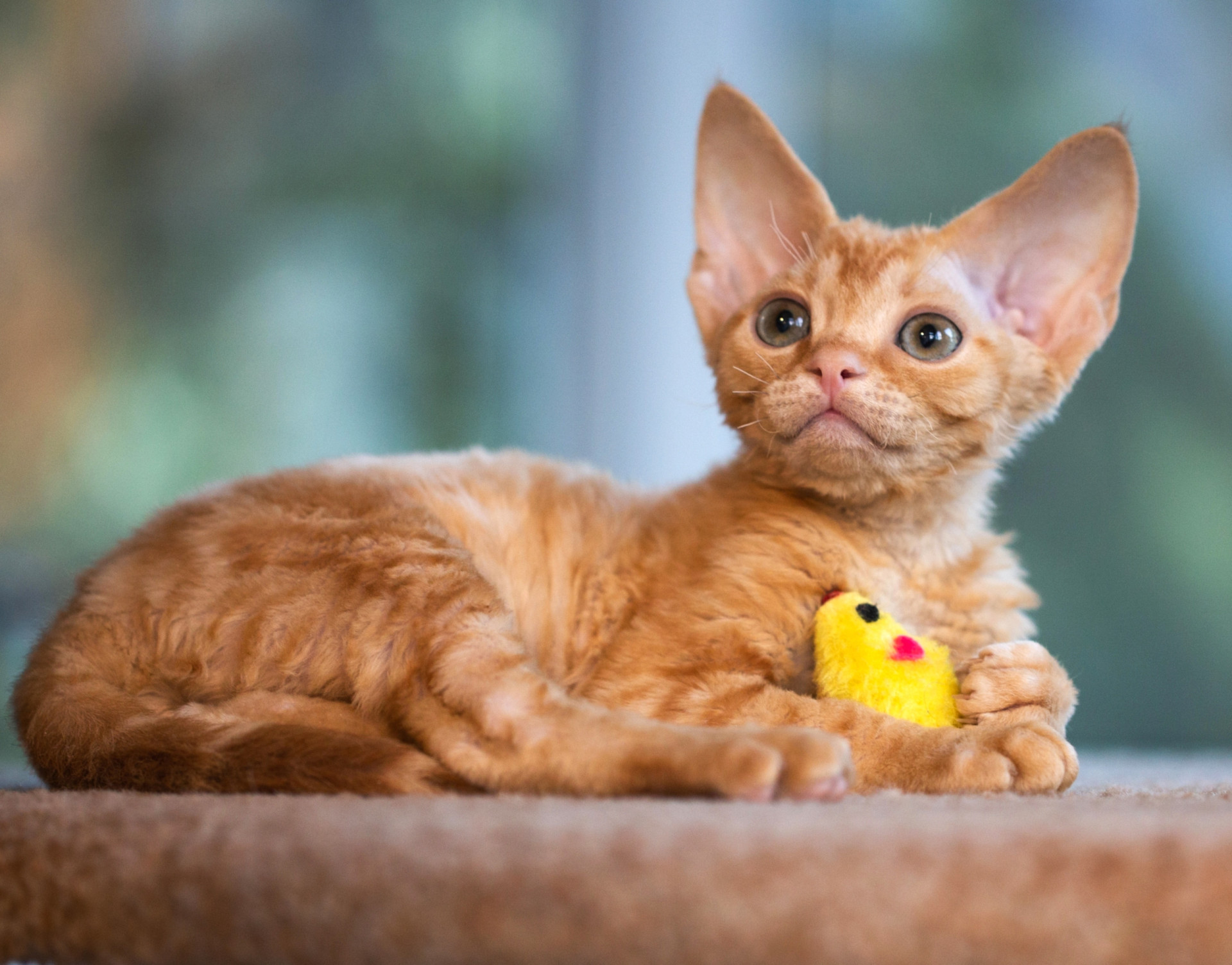 The most playful cat breeds around