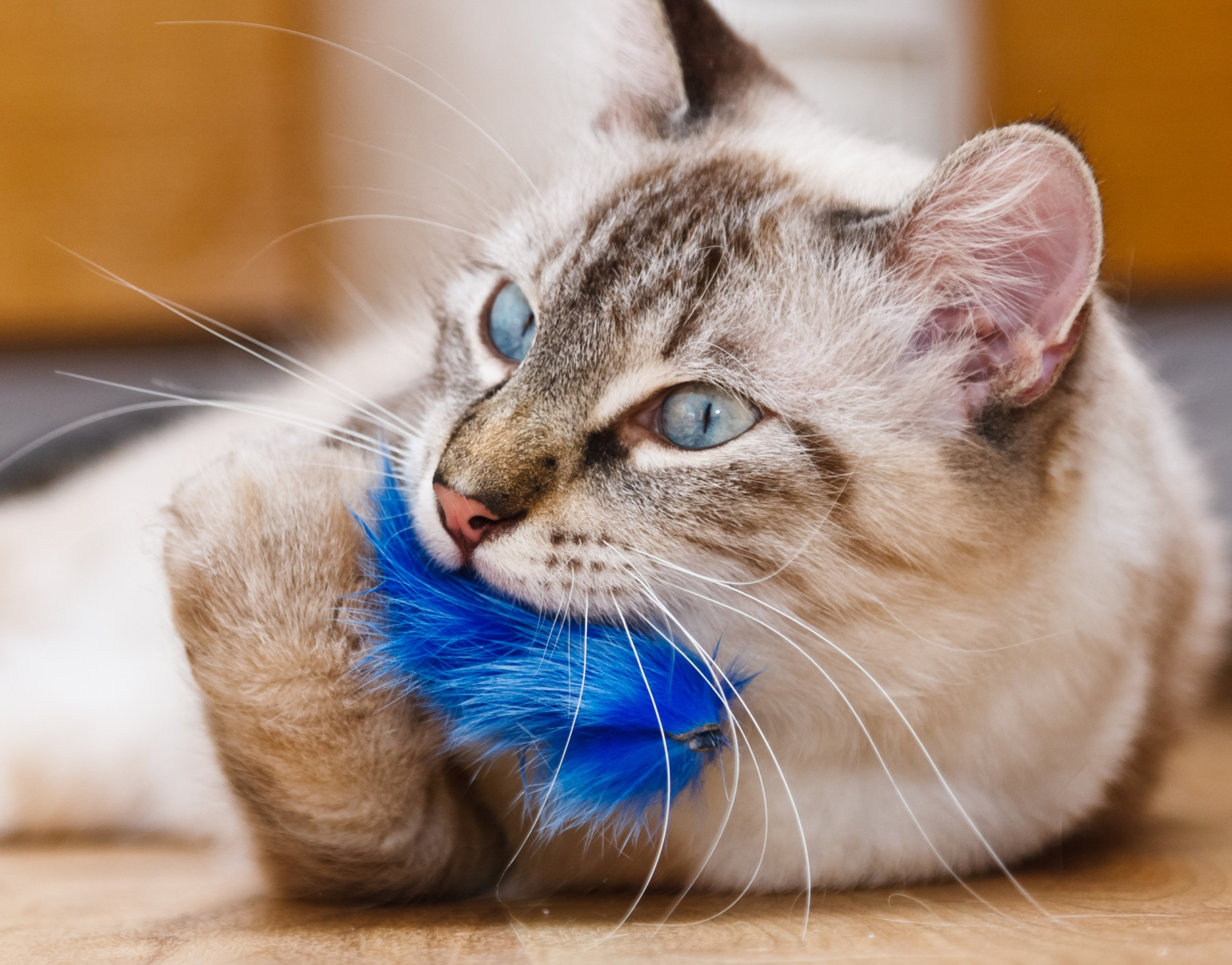 The most playful cat breeds around