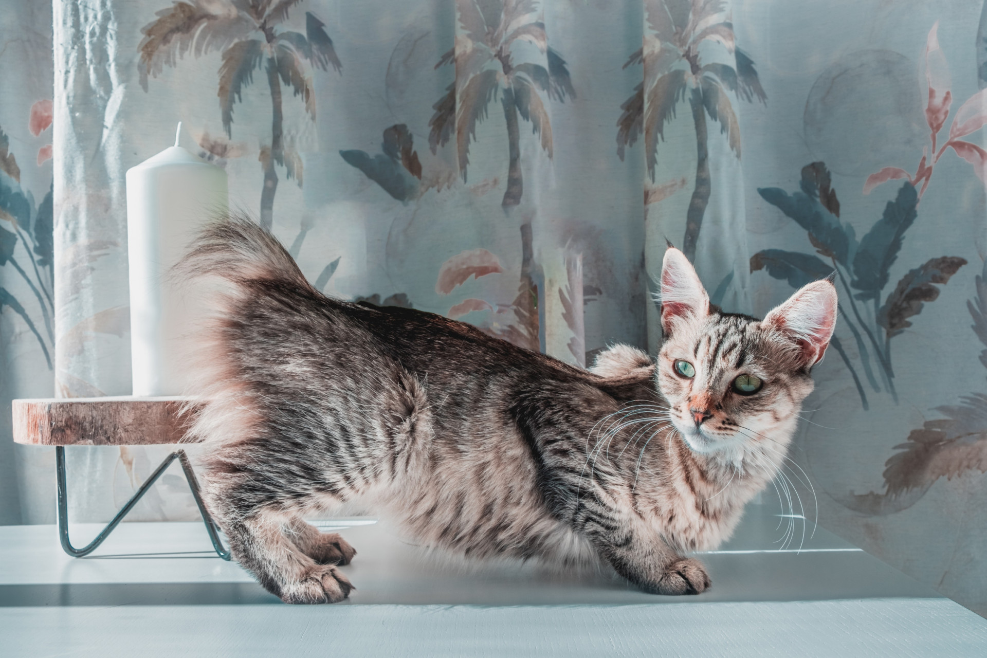 The most playful cat breeds around