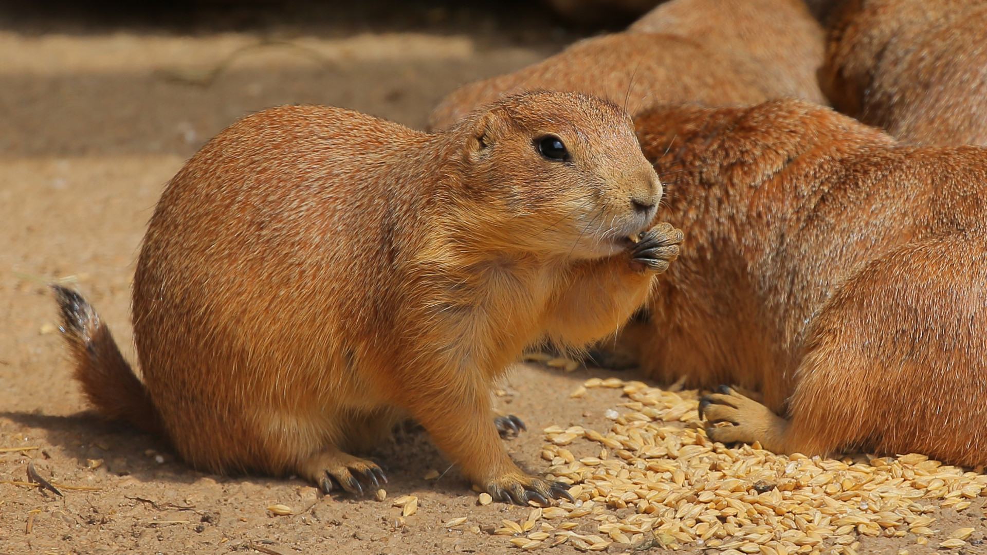 North America's most endangered animals