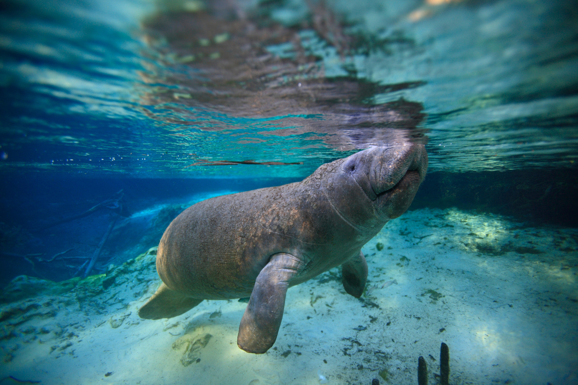 North America's most endangered animals