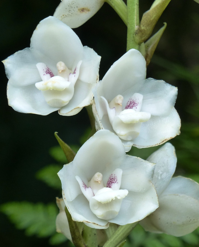 Ganz unverblümt: Die wohl seltsamsten Blumen der Welt
