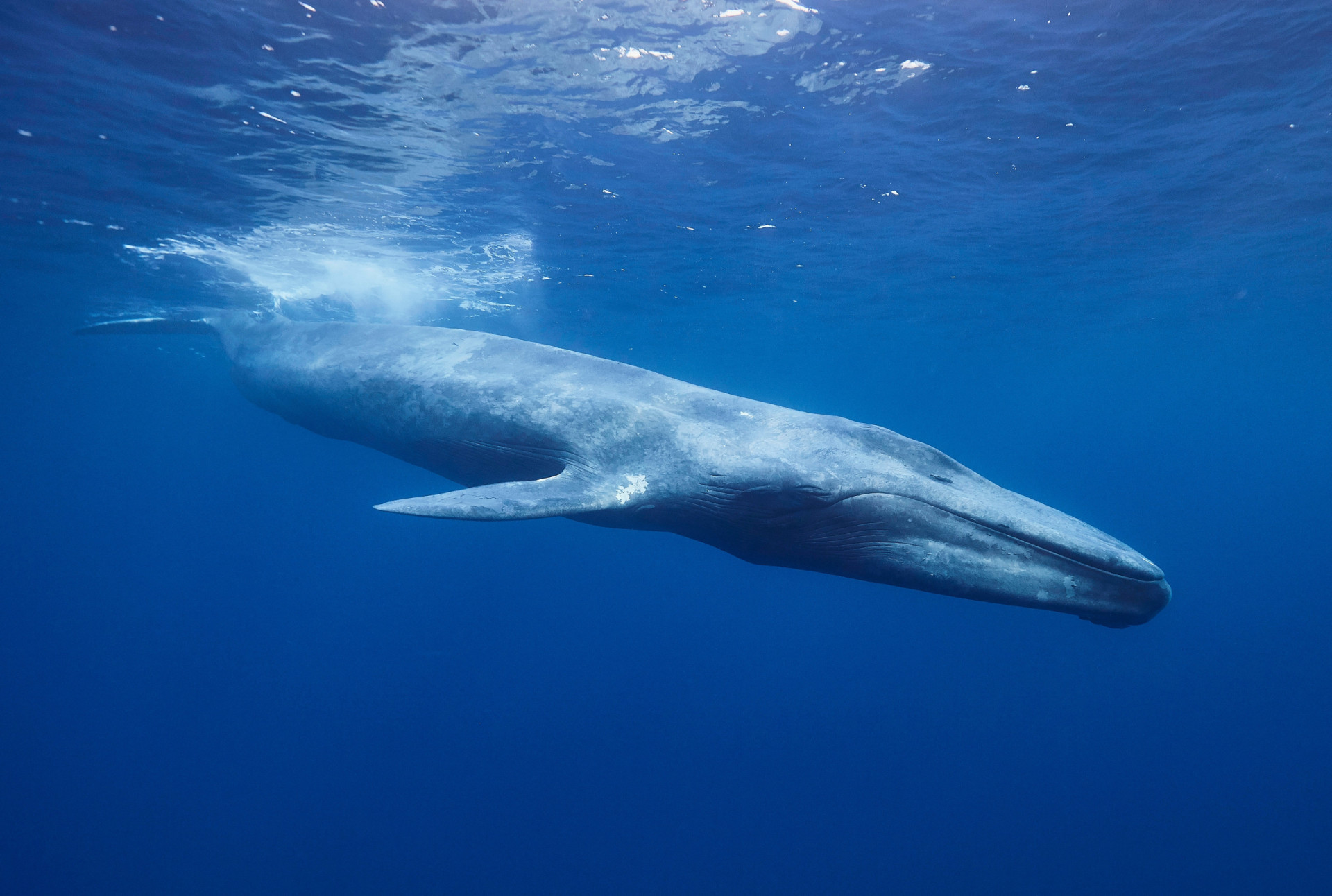 The 30 loudest animals in the world
