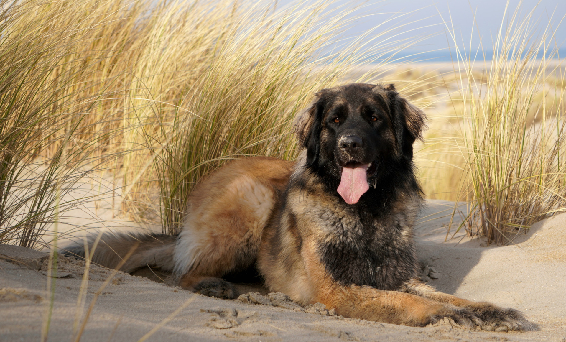 The fluffiest dog breeds that were made to snuggle
