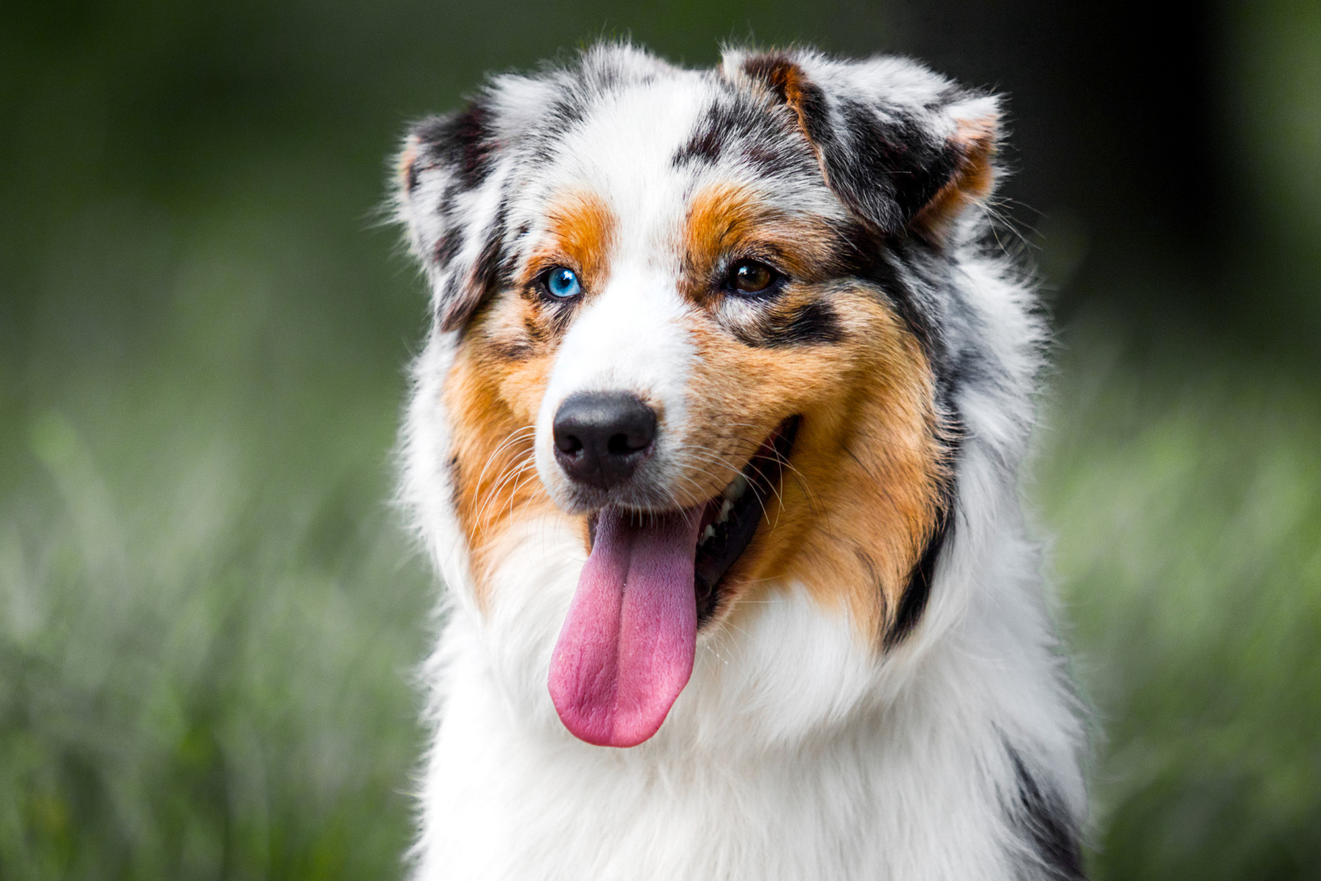 The fluffiest dog breeds that were made to snuggle
