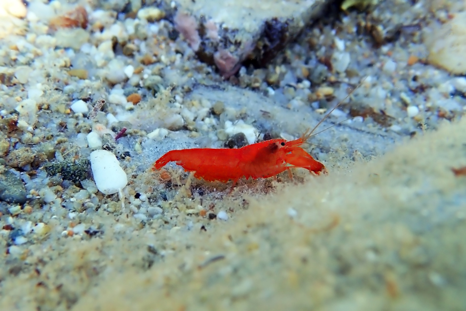 The 30 loudest animals in the world