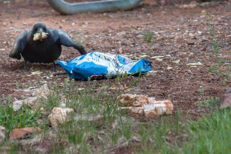 Grand Canyon Camping: Mather vs. Desert View Campground